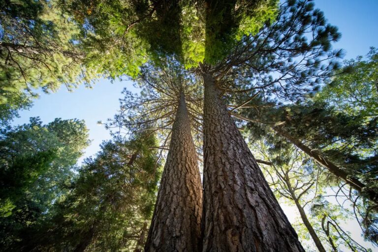 Tree Burial Pods: An Eco-Friendly Alternative to Traditional Burials