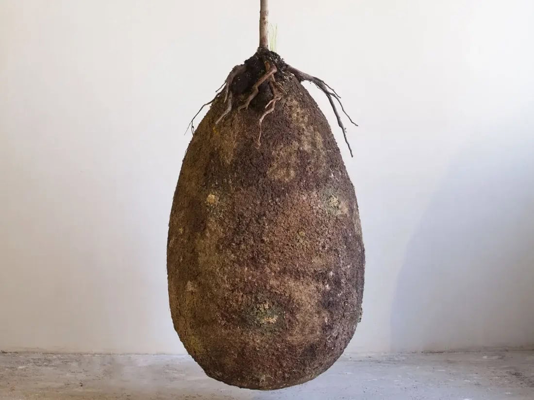 Tree Burial Pods: An Eco-Friendly Alternative to Traditional Burials