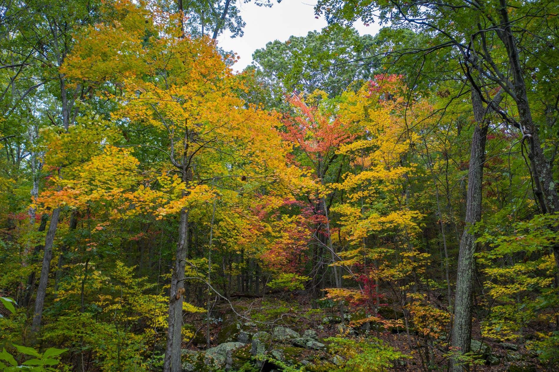 How to preserve the beauty of forests - Better Place Forests