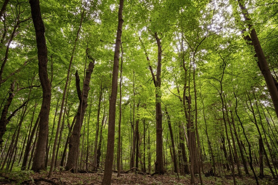 Eco-Friendly Memorial Tree Options