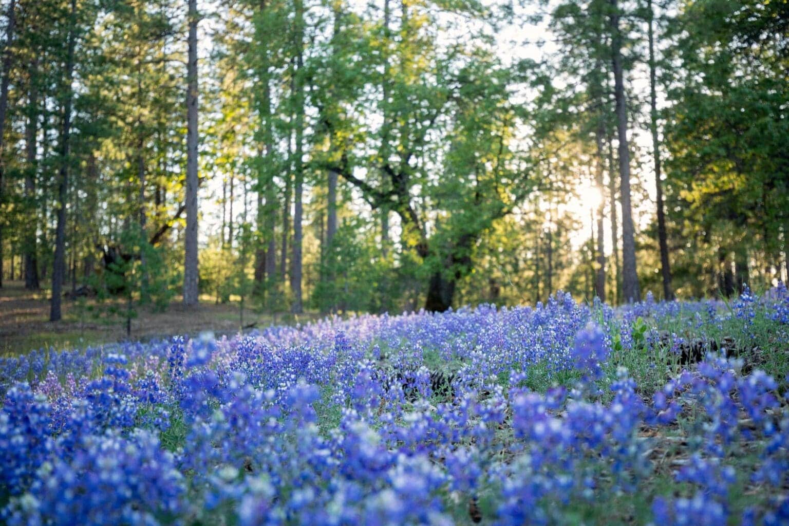 10 Reasons Why Spring is the Best Season