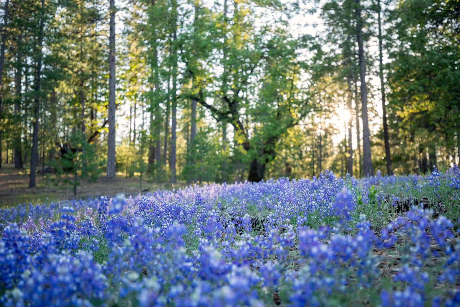 10 Reasons Why Spring is the Best Season