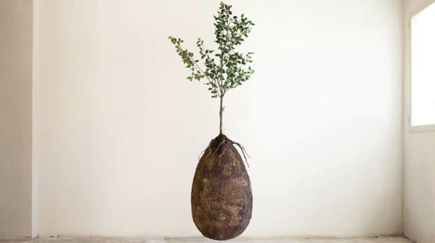 Tree Burial Pods: An Eco-Friendly Alternative to Traditional Burials
