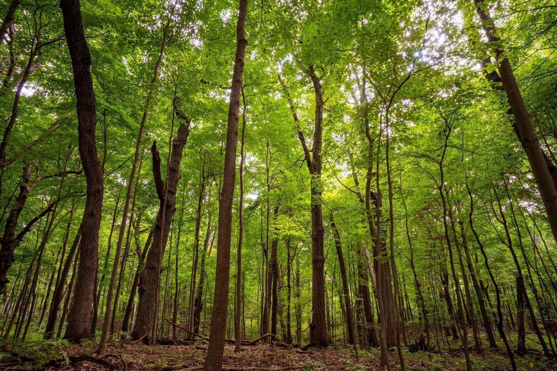 How we select our memorial forests | Better Place Forests