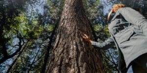 Burial Tree Pods: A Greener Way to Remember Loved Ones