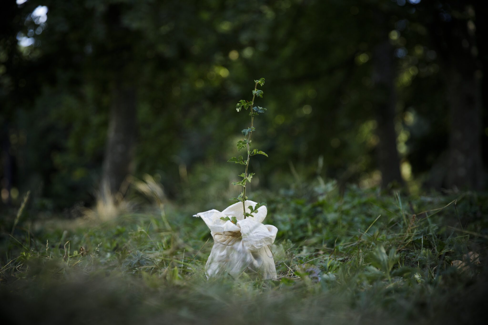 Human Composting: A Greener Path to Rest in Peace