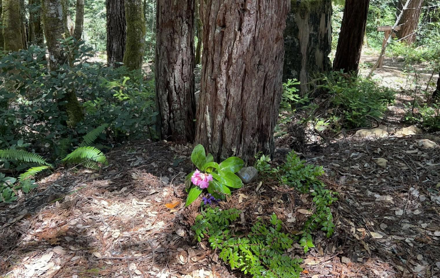 A Loving Pet Tribute | Better Place Forests