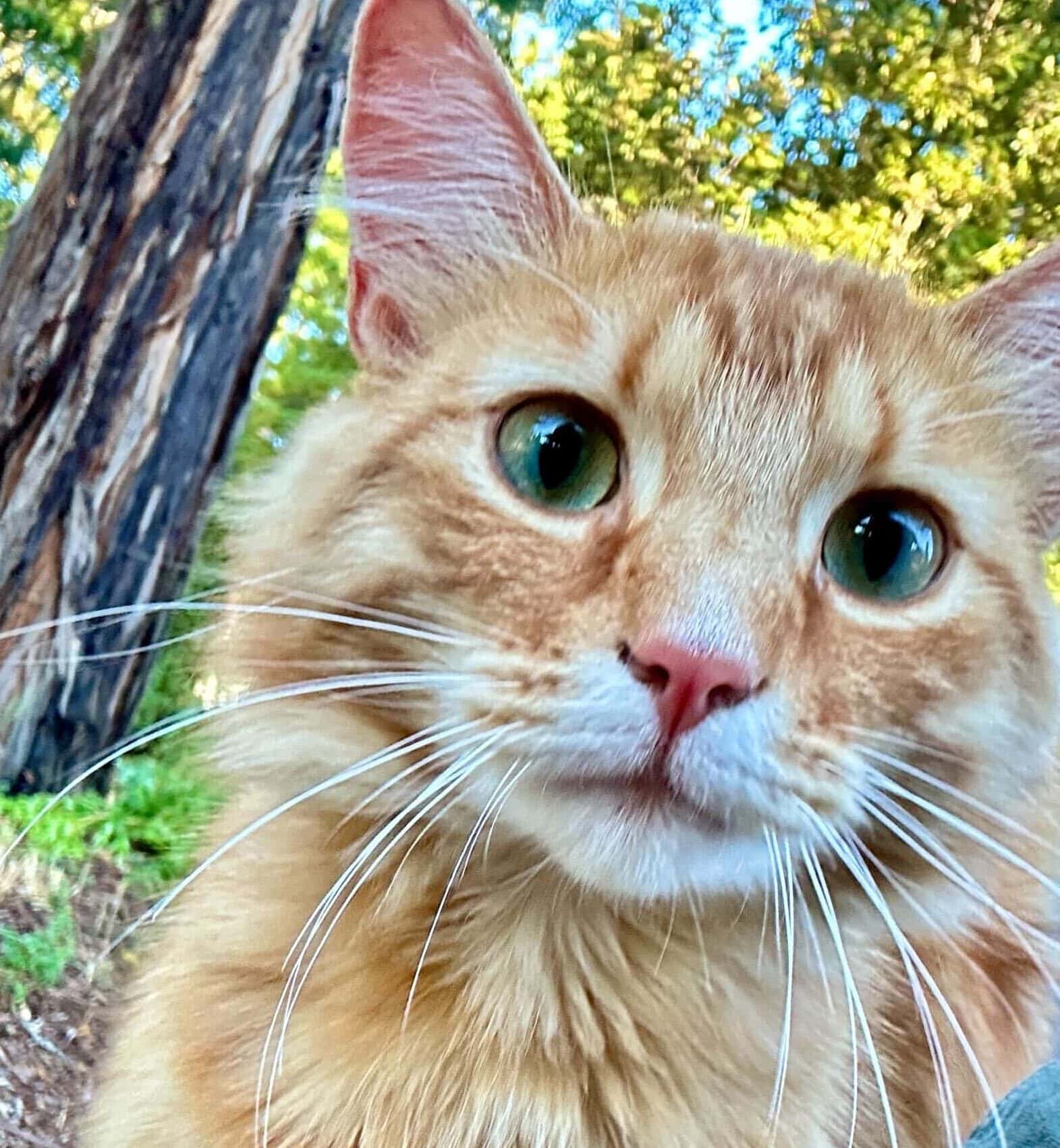 How to Plan a Ceremony for the Burial of a Pet Cat