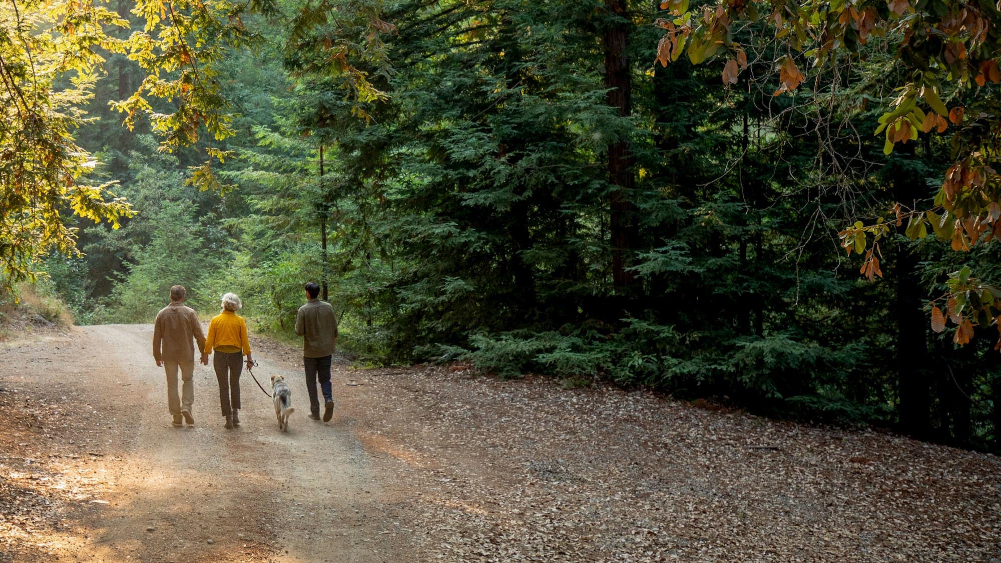 Explainer Page | Better Place Forests