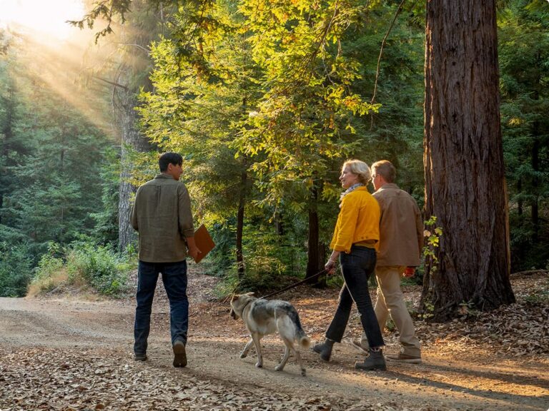 Explainer Page | Better Place Forests